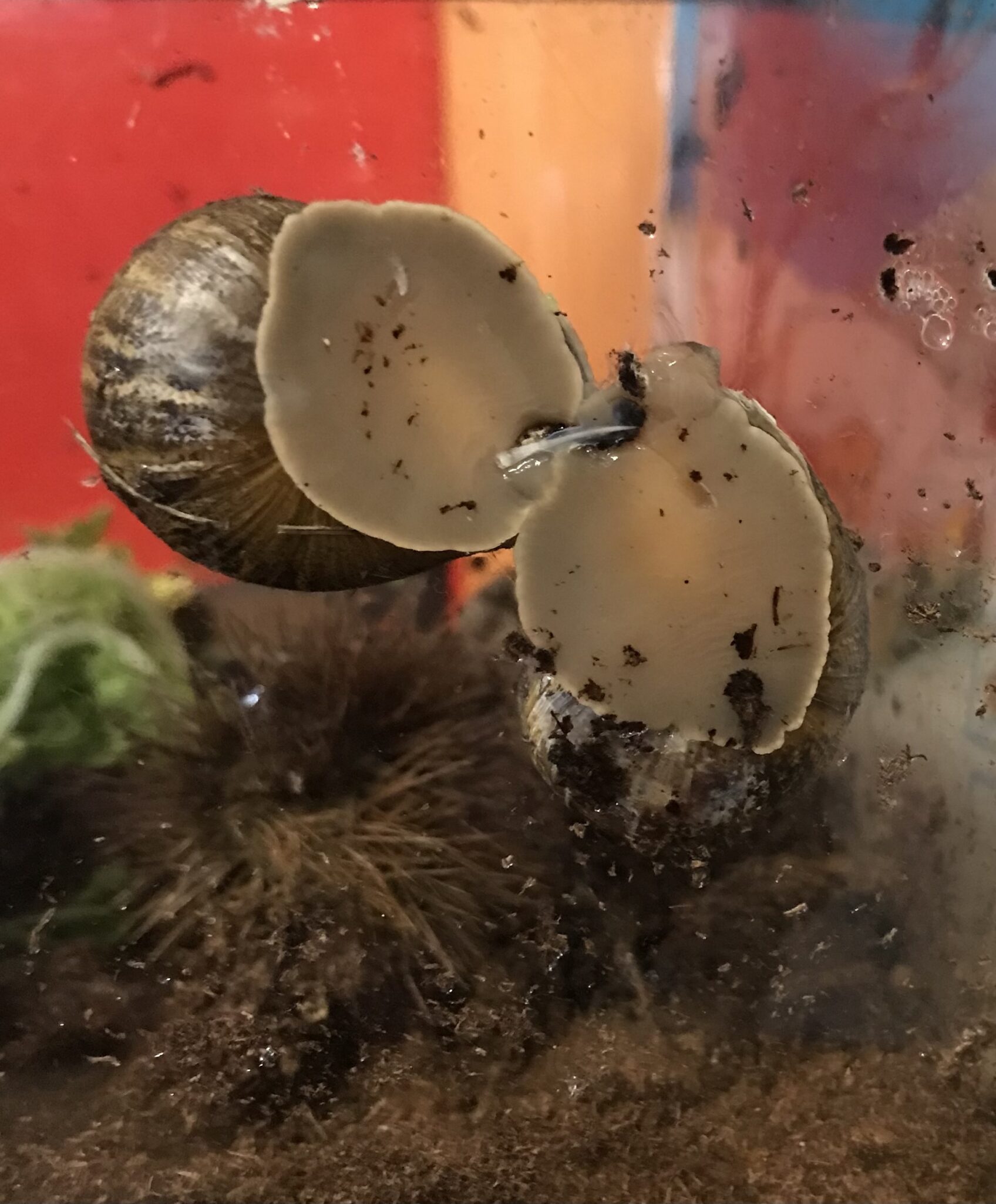 Reproduction des escargots en classe de maternelle - Ensemble Scolaire ...